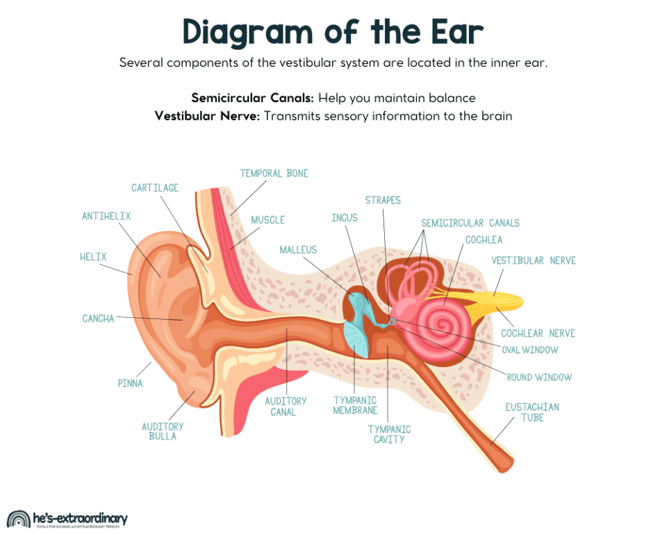 The Vestibular System - 27 Vestibular Input Activities